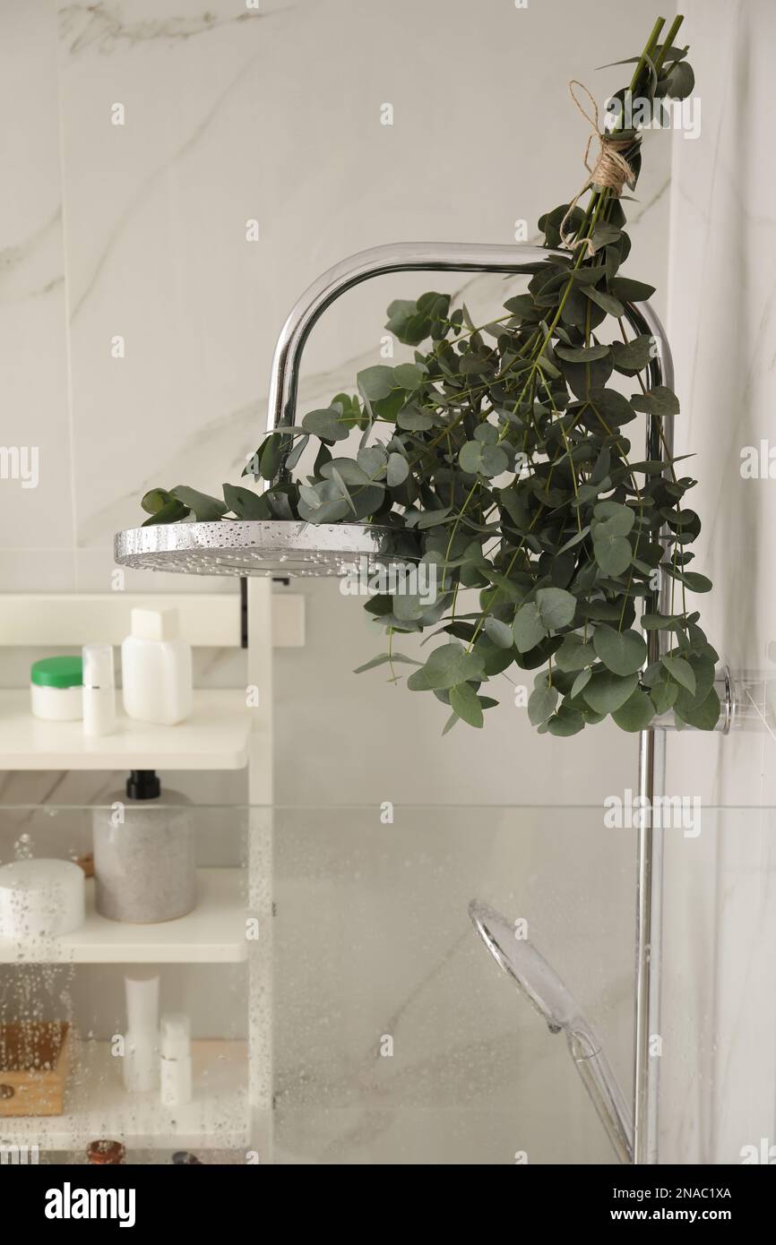Branches with green eucalyptus leaves in shower Stock Photo - Alamy