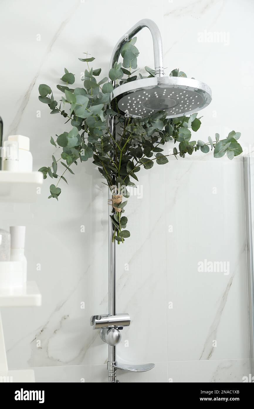 Branches with green eucalyptus leaves in shower Stock Photo - Alamy