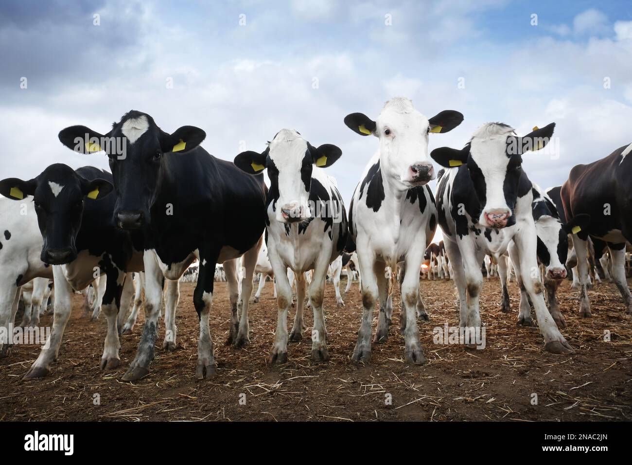 Pretty cows in cattle pen on farm. Animal husbandry Stock Photo - Alamy