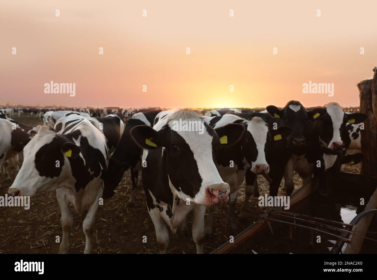 Domestic cow in pen on hi-res stock photography and images - Alamy