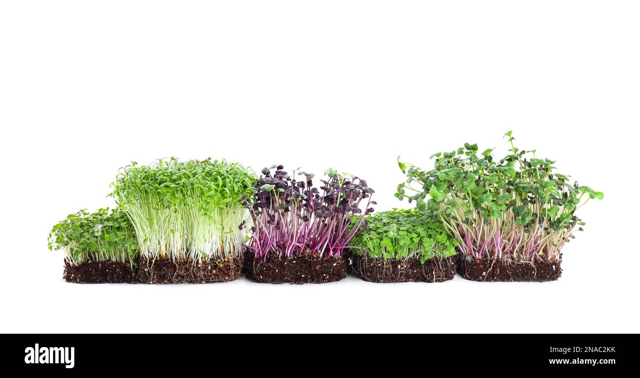 Fresh different organic microgreens on white background Stock Photo - Alamy