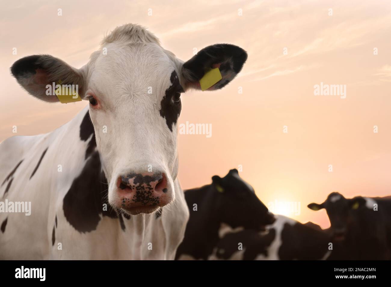 Pretty cow on farm, closeup. Animal husbandry Stock Photo - Alamy