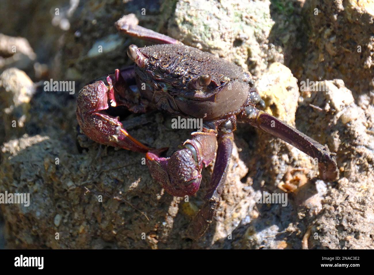 True crab hi-res stock photography and images - Alamy