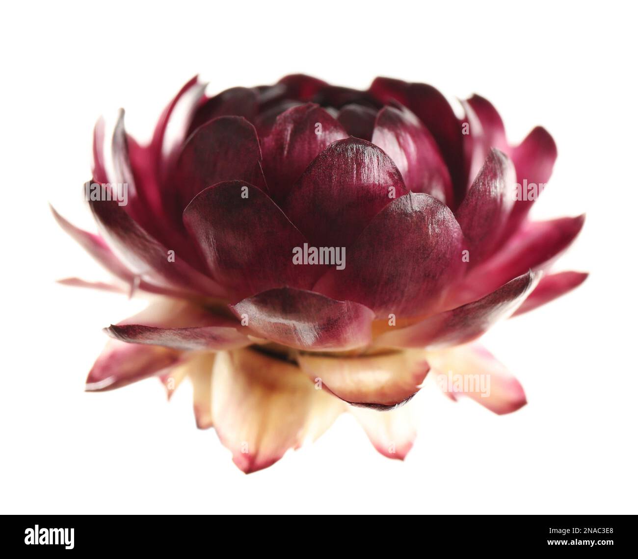 Beautiful blooming helichrysum flower isolated on white Stock Photo - Alamy