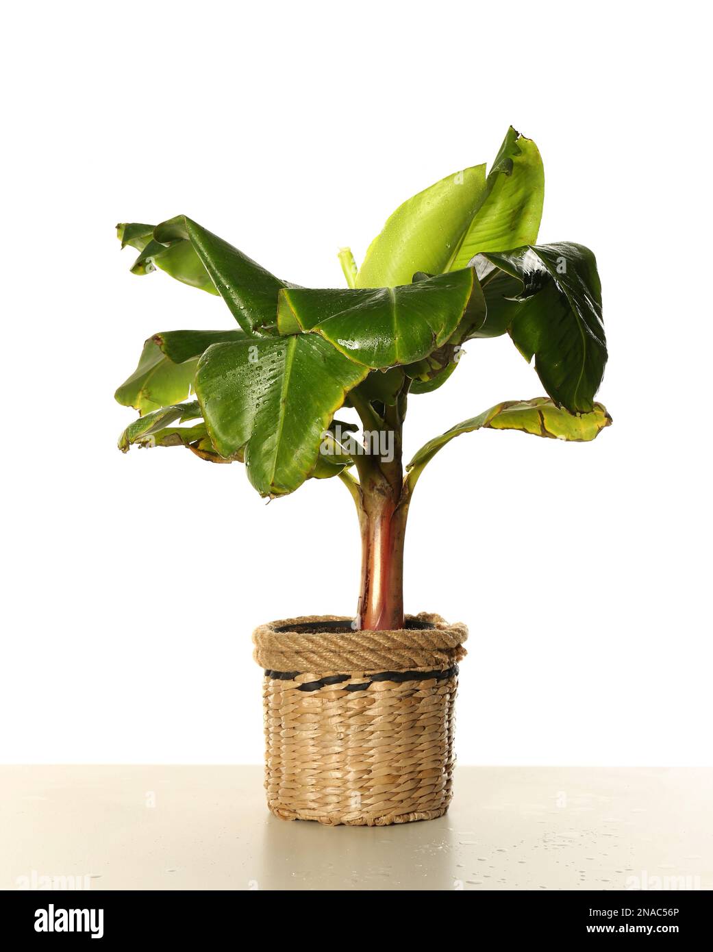 Fresh green banana plant on white background Stock Photo - Alamy