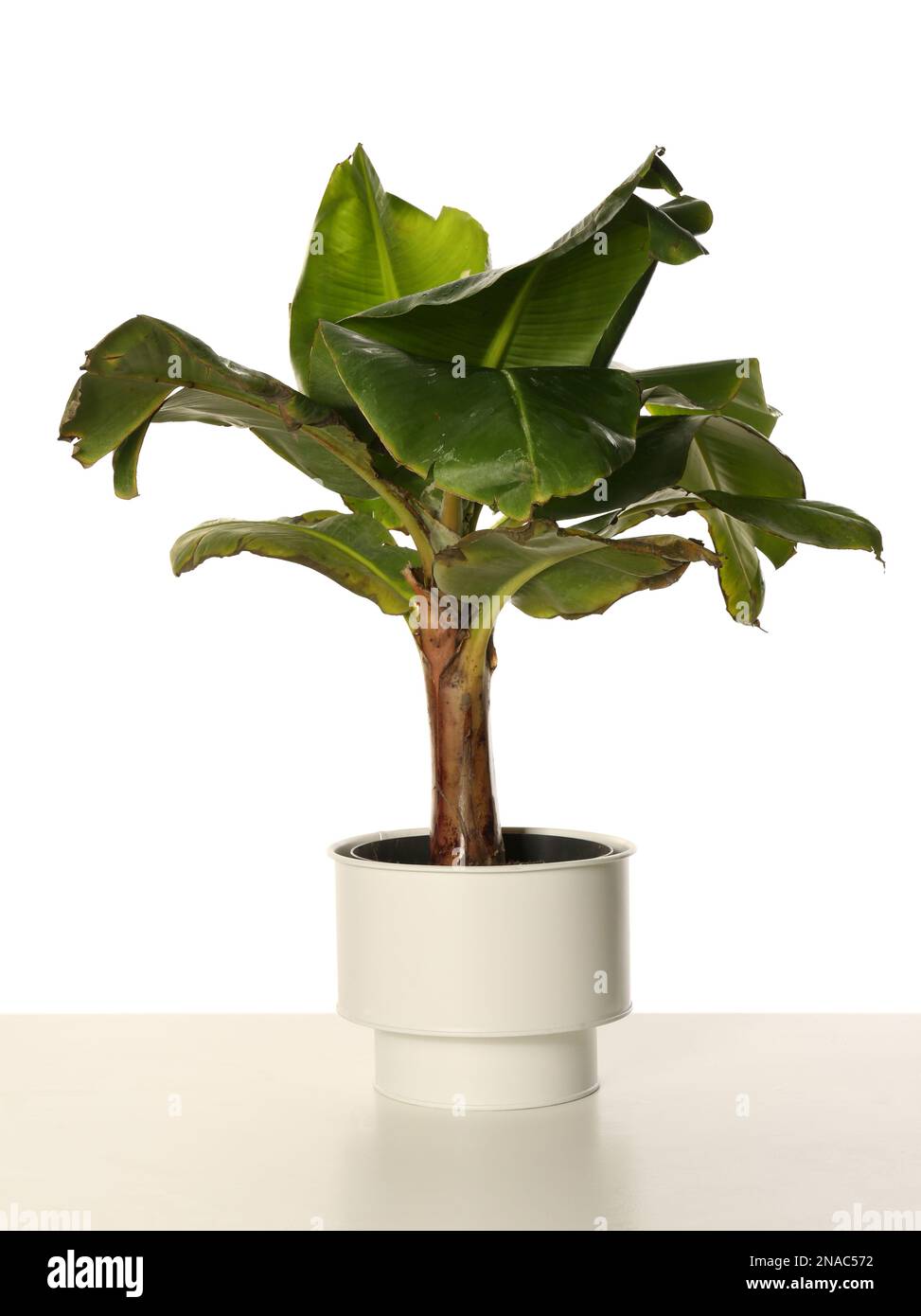 Fresh green banana plant on white background Stock Photo - Alamy