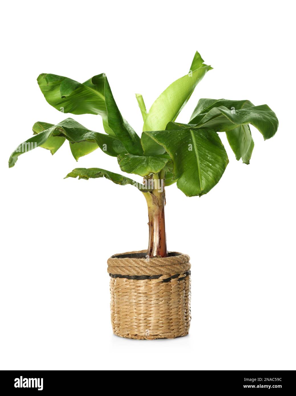 Fresh green banana plant on white background Stock Photo - Alamy