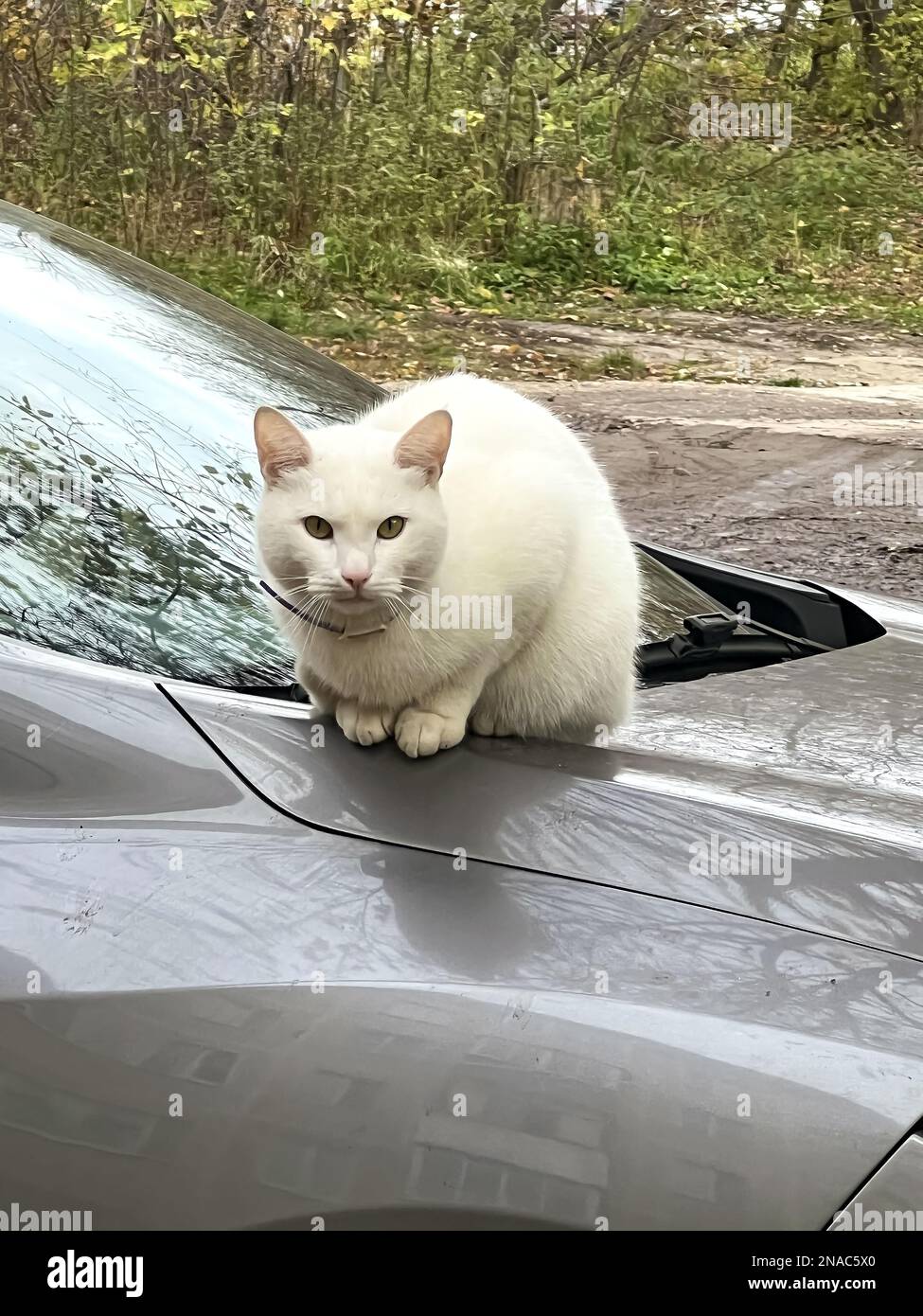 Cat on the hood of a car Stock Photo - Alamy
