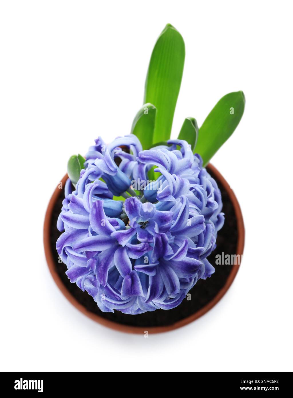 Beautiful potted hyacinth flower isolated on white, top view Stock ...