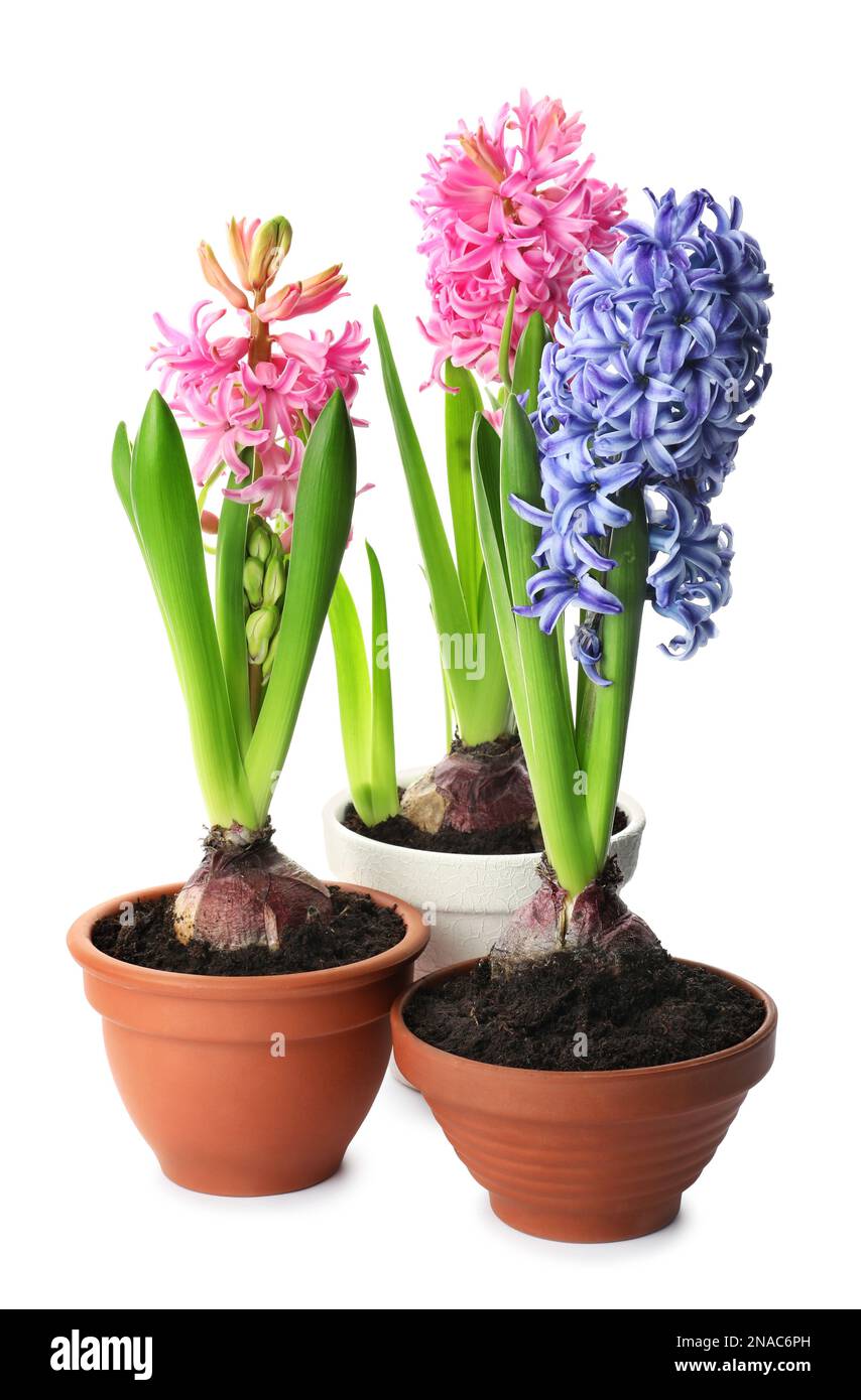 Beautiful hyacinth flowers on Cut Out Stock Images & Pictures - Alamy