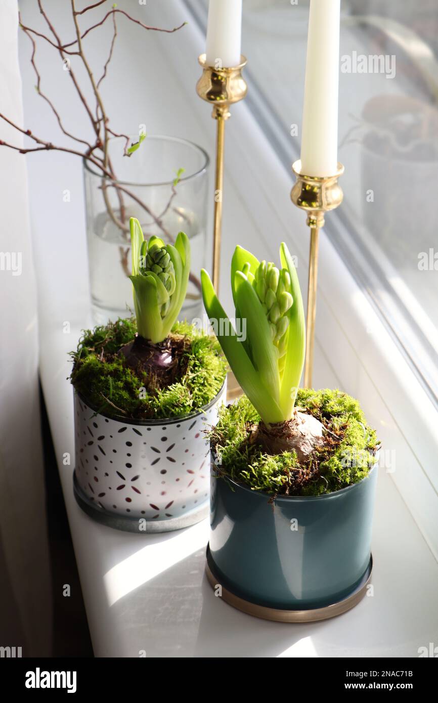 Potted hyacinths on window sill indoors. First spring flowers Stock ...