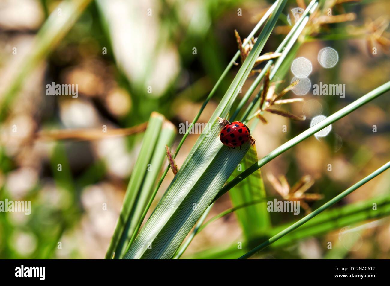 Small red ladybug on the sharp grass leave. Wild insects and animals ...