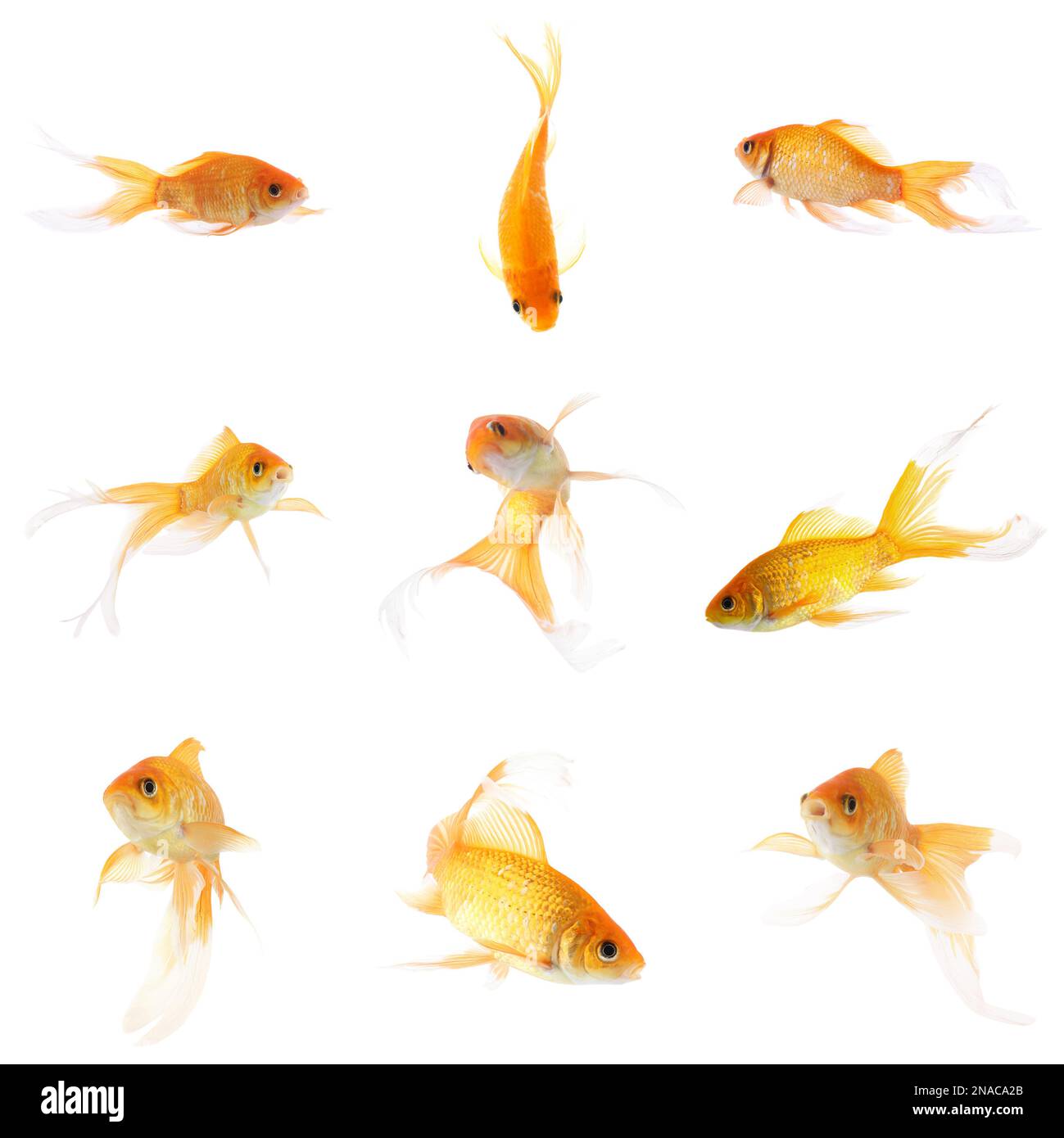 Beautiful bright small goldfish on white background, collage Stock ...