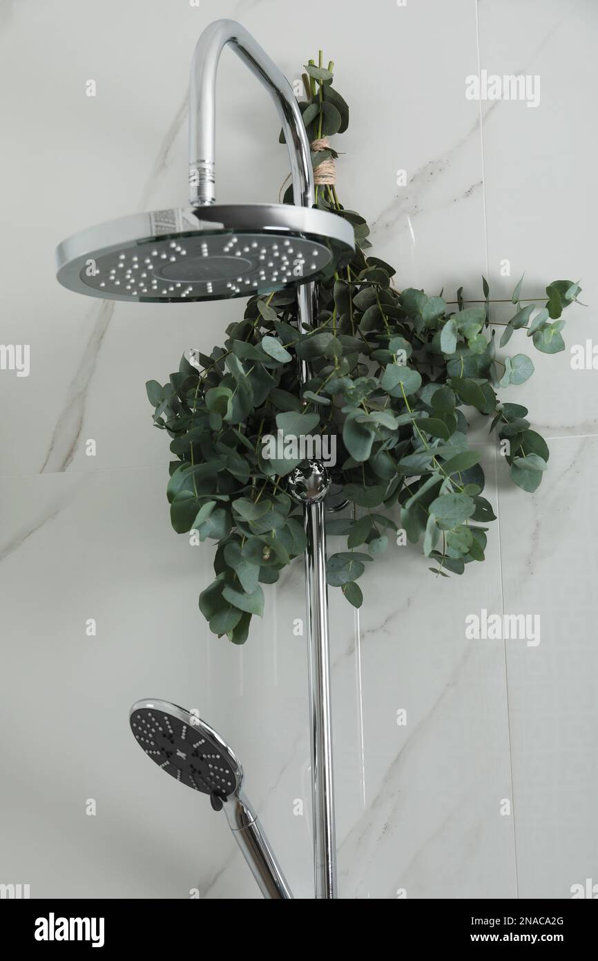 Branches with green eucalyptus leaves in shower Stock Photo - Alamy