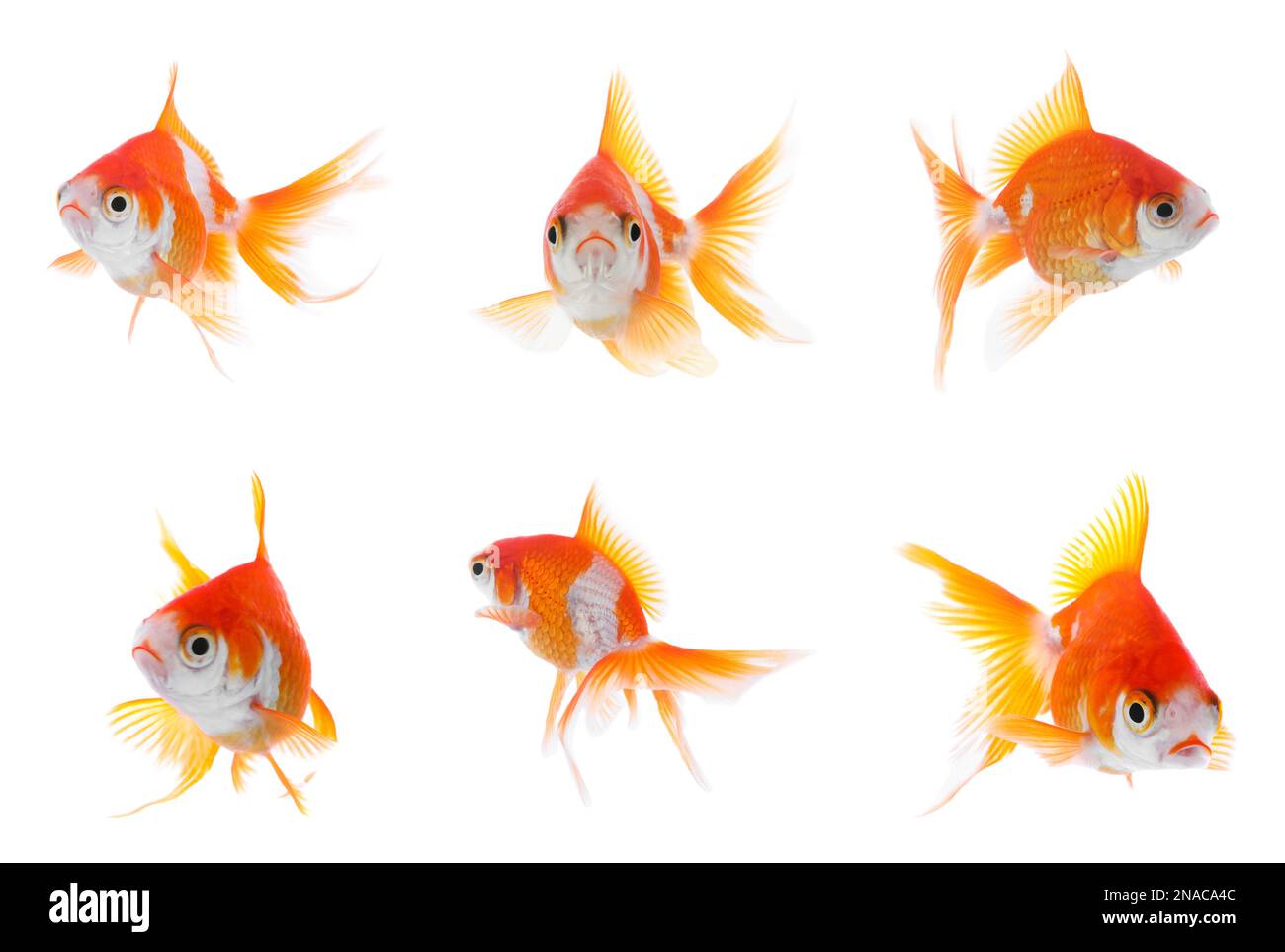 Goldfish White Background