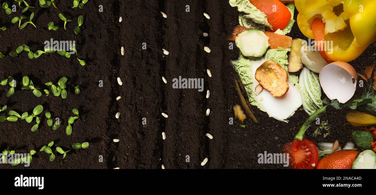 Organic waste for composting and white beans on soil, flat lay. Natural ...