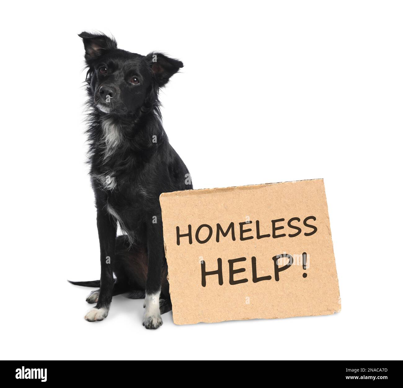 Cute dog and piece of cardboad with text Homeless Help on white ...