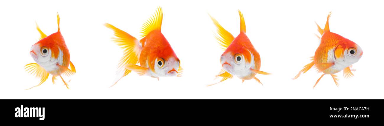 Beautiful bright small goldfish on white background, collage. Banner ...