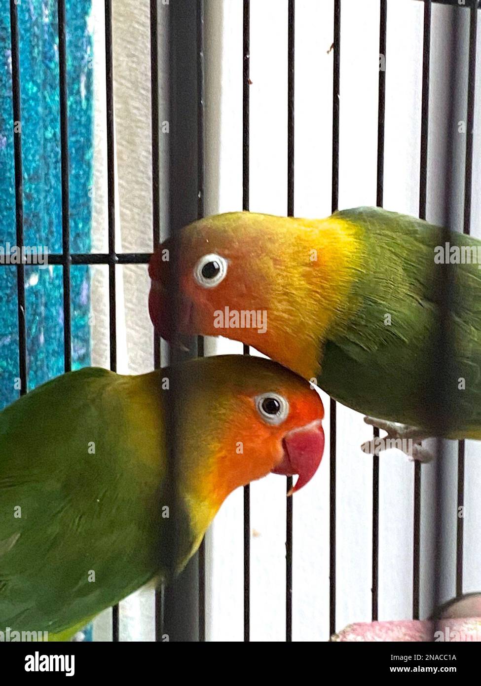 Lovebird is the common name for the genus Agapornis, a small group of ...