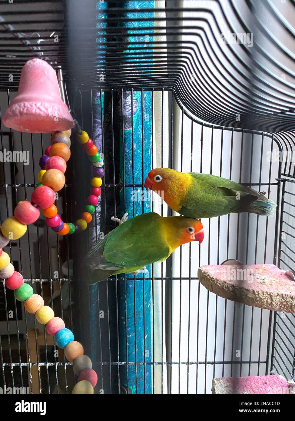 Lovebird is the common name for the genus Agapornis, a small group of ...