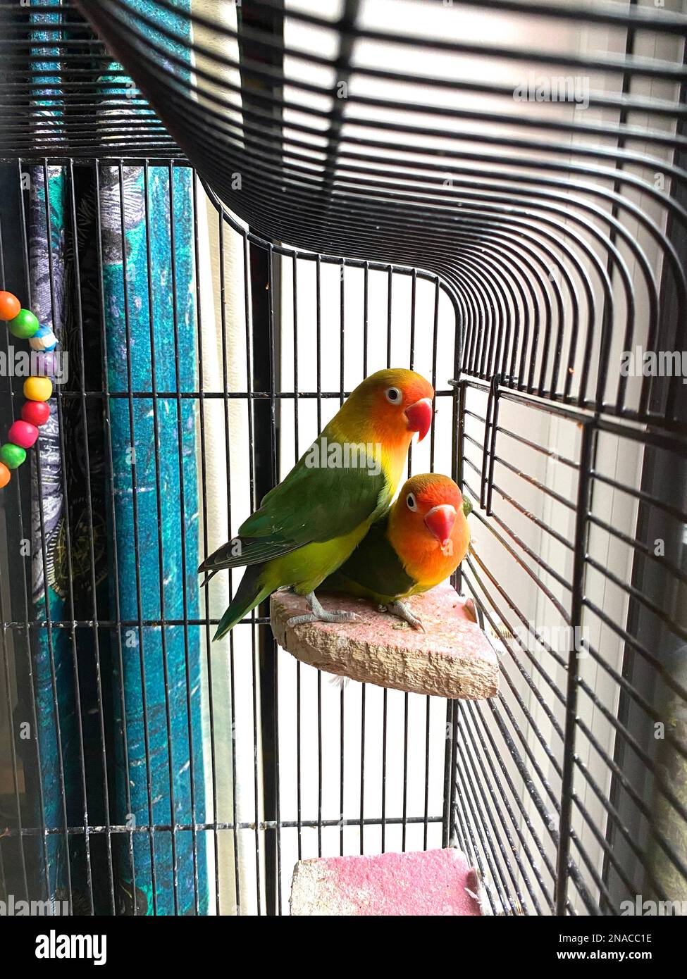 Lovebird is the common name for the genus Agapornis, a small group of ...