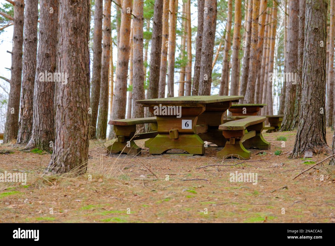 Very large tree with park bench in a park hi-res stock photography and ...