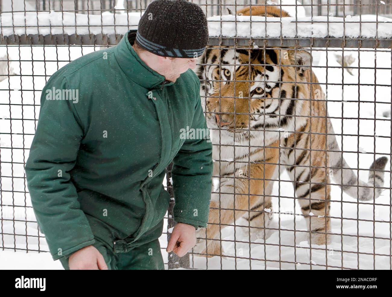A Siberian tiger reacts to a keeper at the zoo in Bucharest, Romania ...