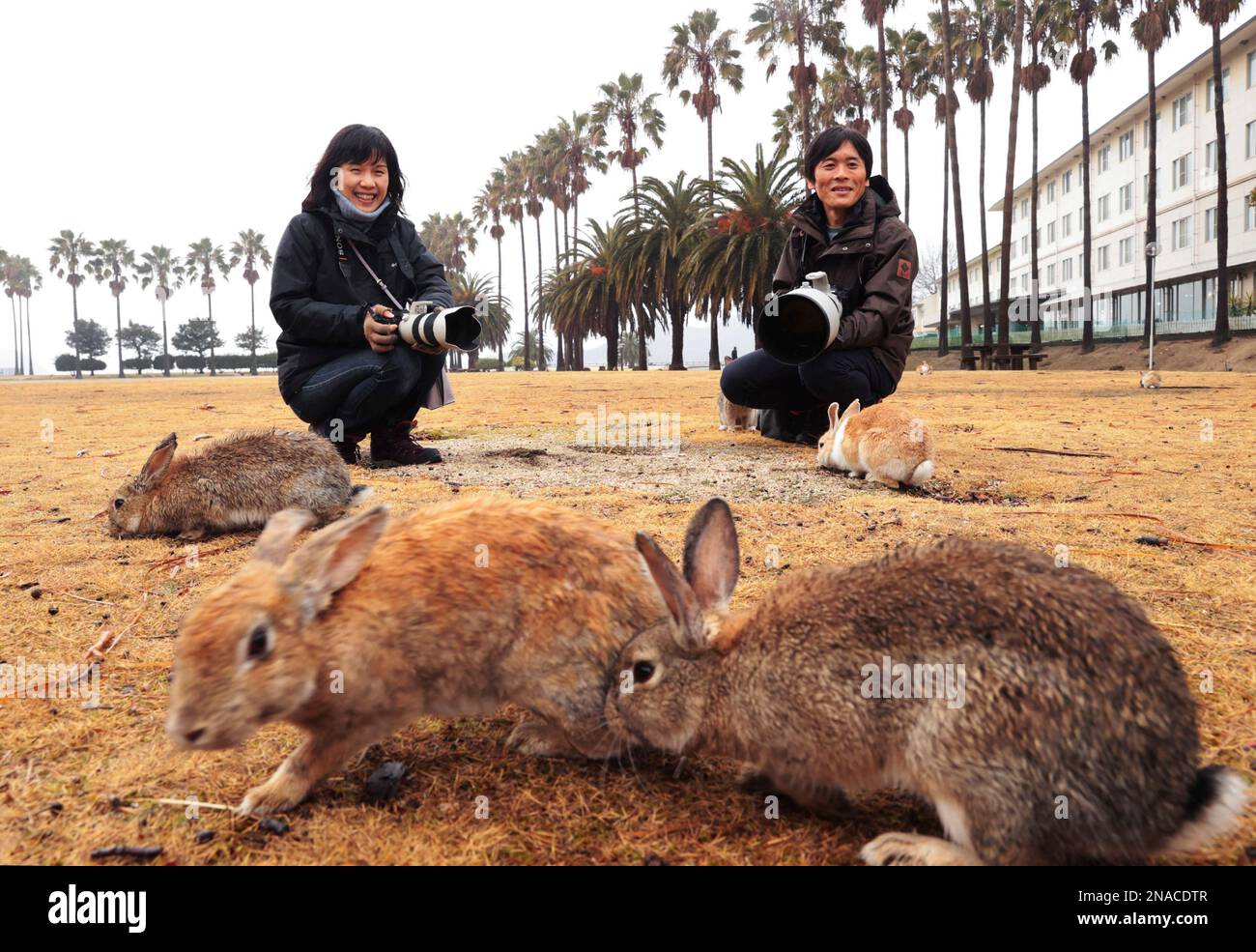 People enjoy with rabbits at Okunoshima (Usagi Shima / Rabbit Island ...