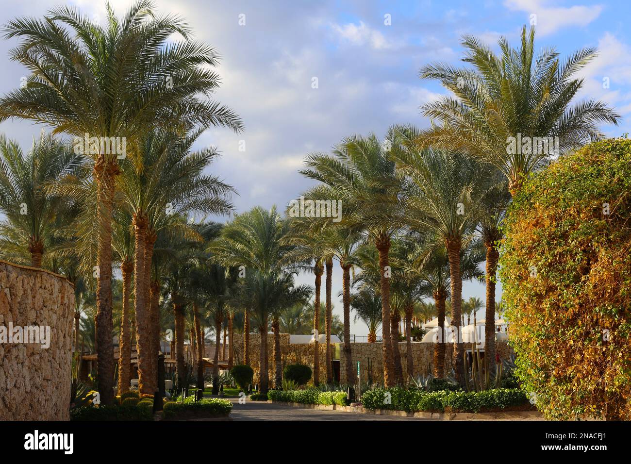 hotel area with palm trees landscape design Stock Photo - Alamy