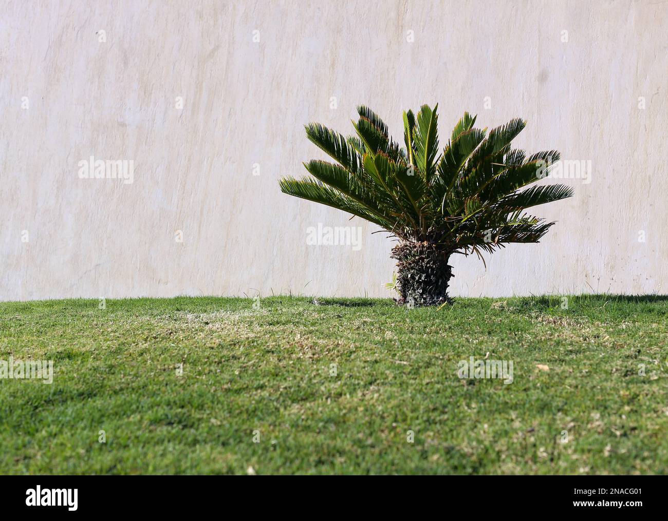 hotel area with palm trees landscape design Stock Photo - Alamy