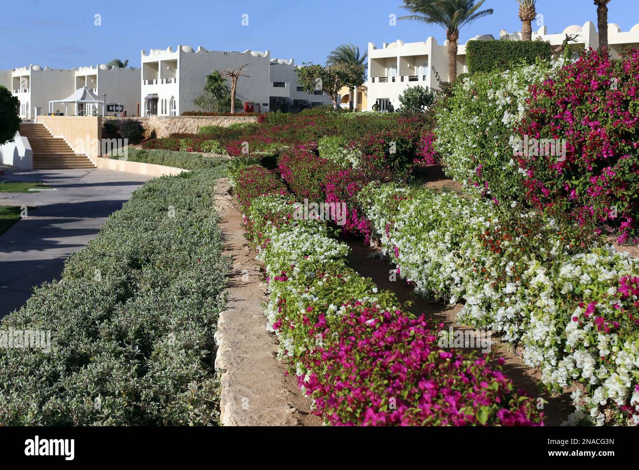 hotel area with palm trees landscape design Stock Photo - Alamy