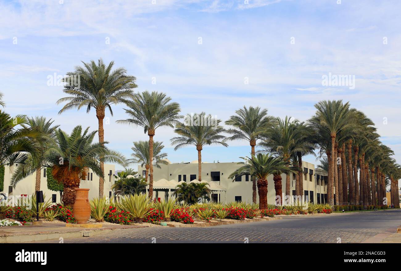 hotel area with palm trees landscape design Stock Photo - Alamy