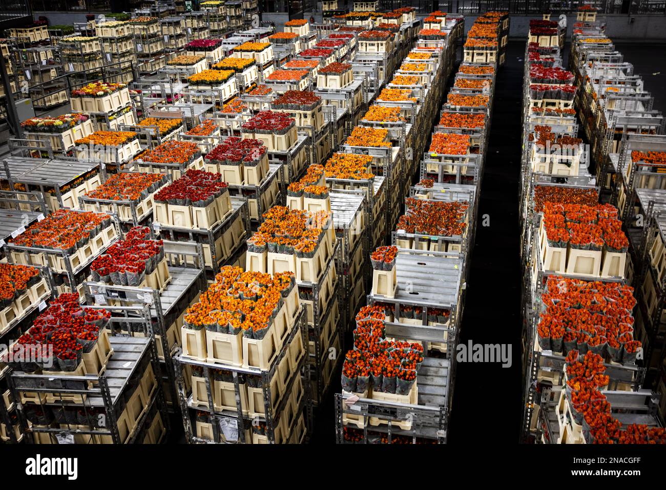 AALSMEER - Flowers and plants in the auction hall of Royal FloraHolland ...
