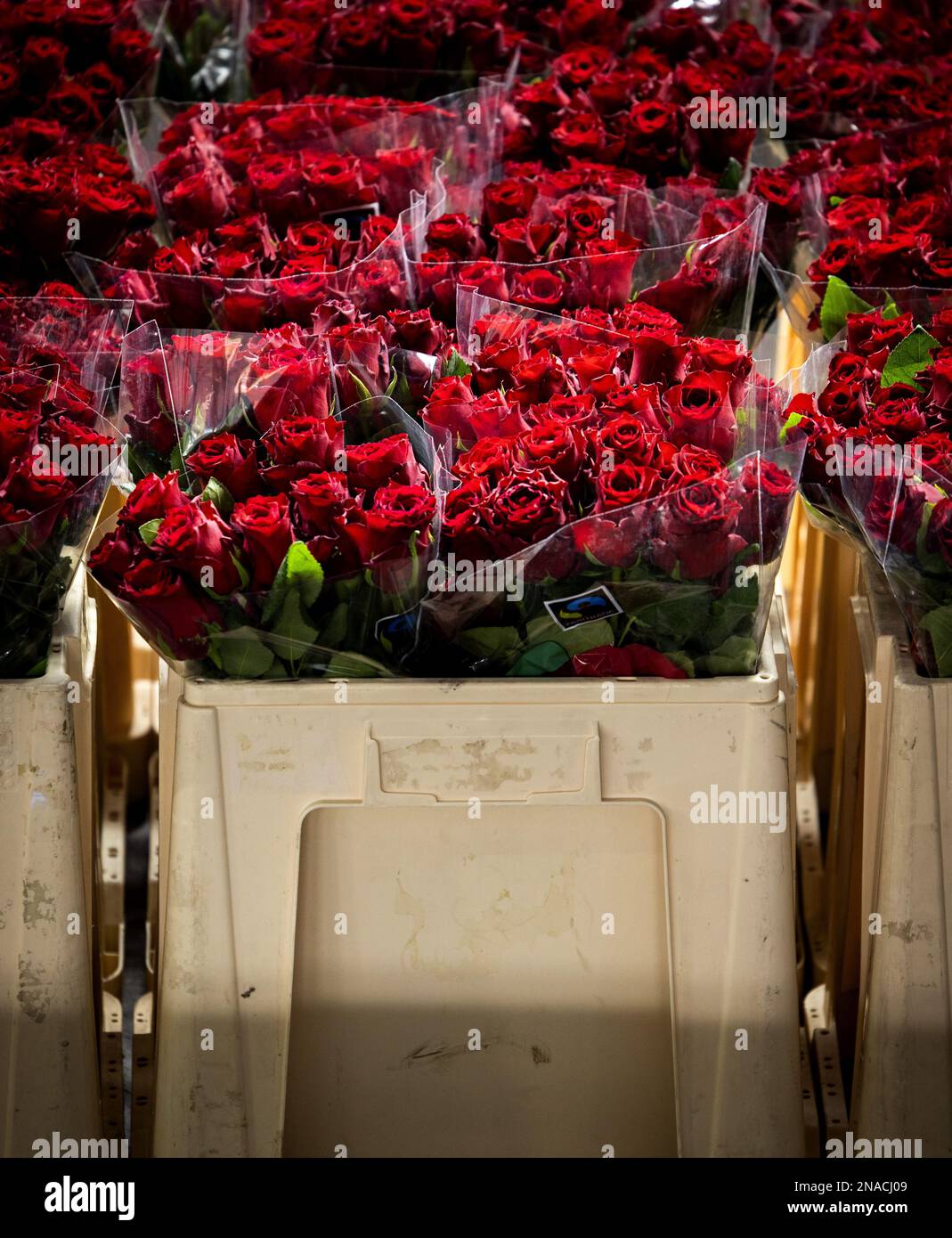 AALSMEER - Flowers and plants in the auction hall of Royal FloraHolland ...