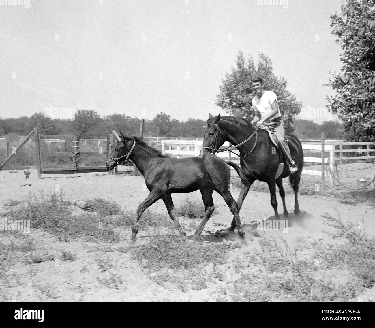 Film star Ronald Reagan takes Tar Baby, famous jumper, around the ...