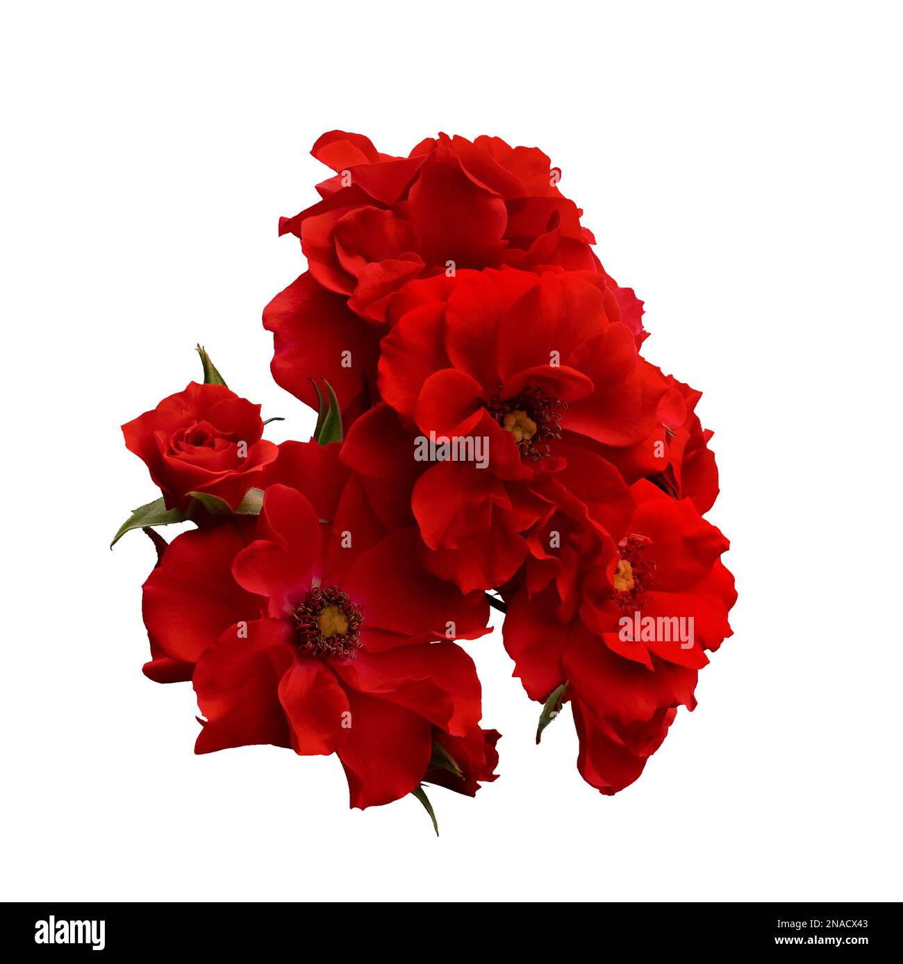 Bouquet of red roses with wavy petals on white background Stock Photo ...