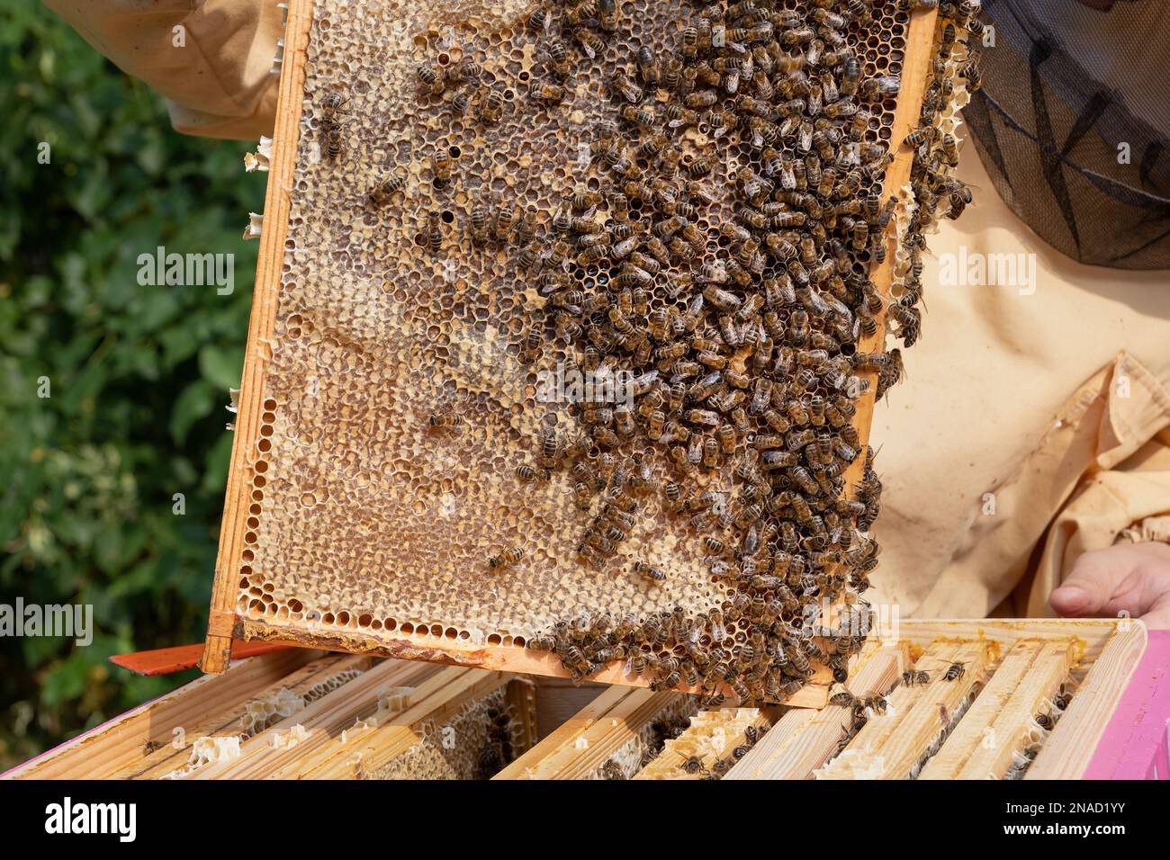 Beekeeper at beehive presents honey bees working on brood frame with ...