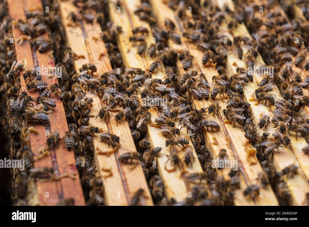 Large amount of honey bees on top of beehive frames, shallow depth of ...