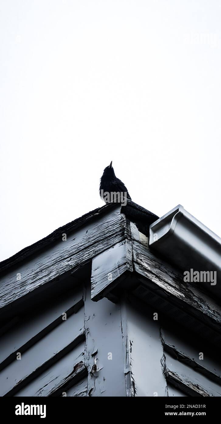 A raven perching on building roof Stock Photo - Alamy