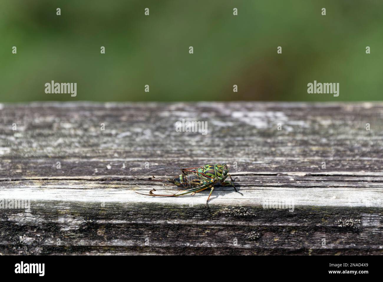 A beautiful clapping cicada had become an adult and is now calling for ...