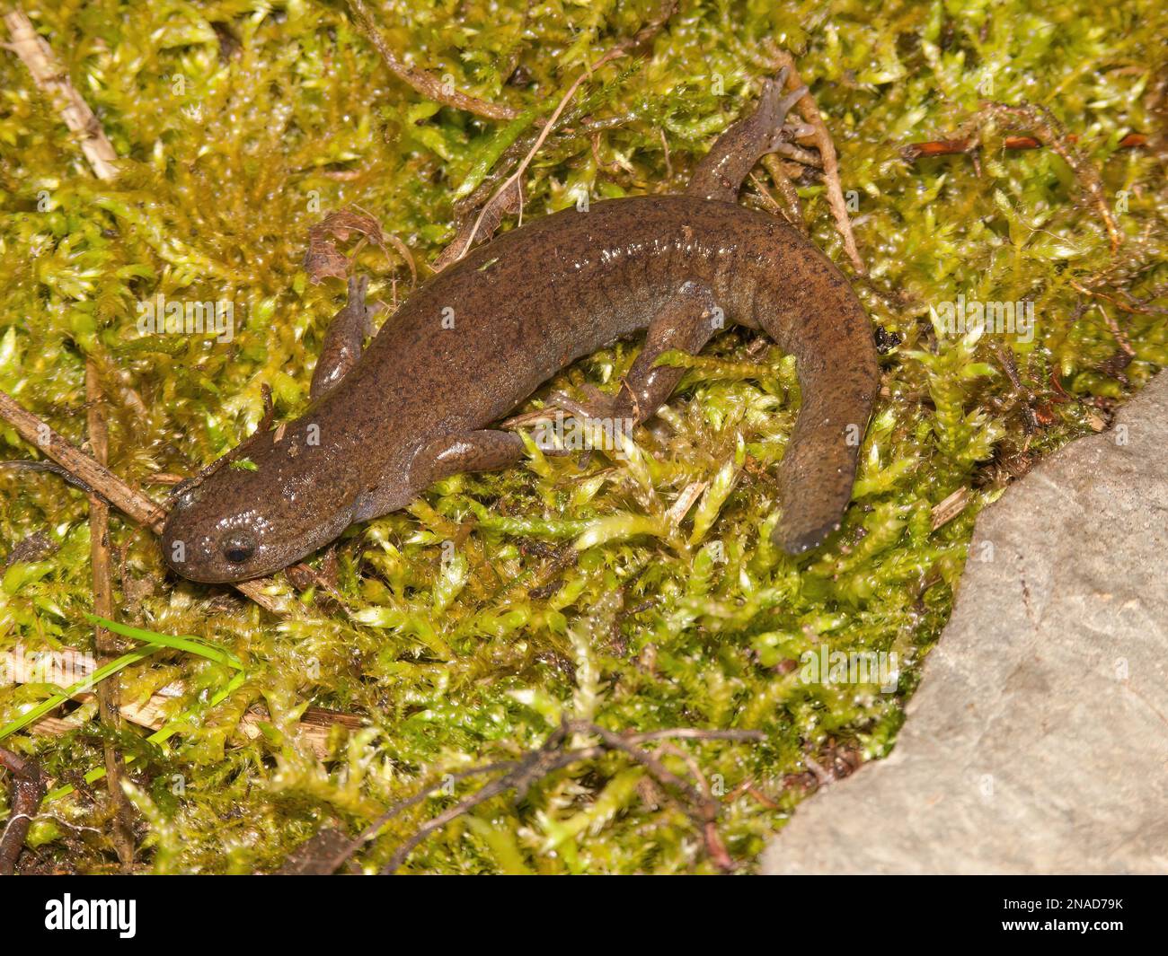 Natural closeup of the rare Japanese Tsushima salamander, Hynobius ...