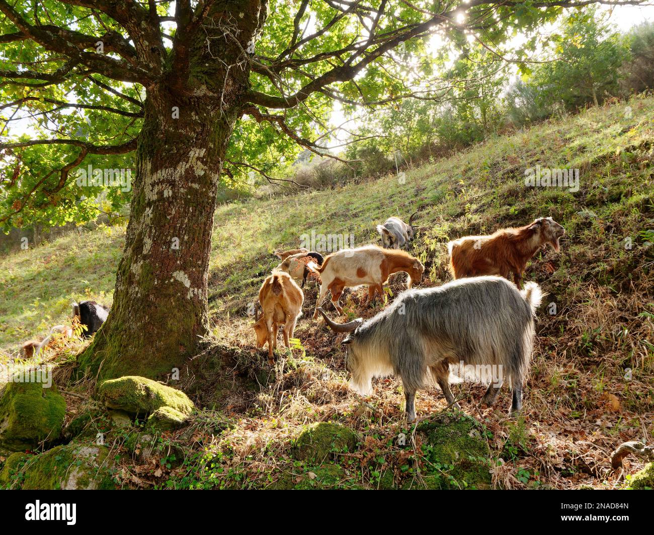 Sheep on the field during sunset. Rural lifestyle and animal husbandry. Group of domestic sheep ...