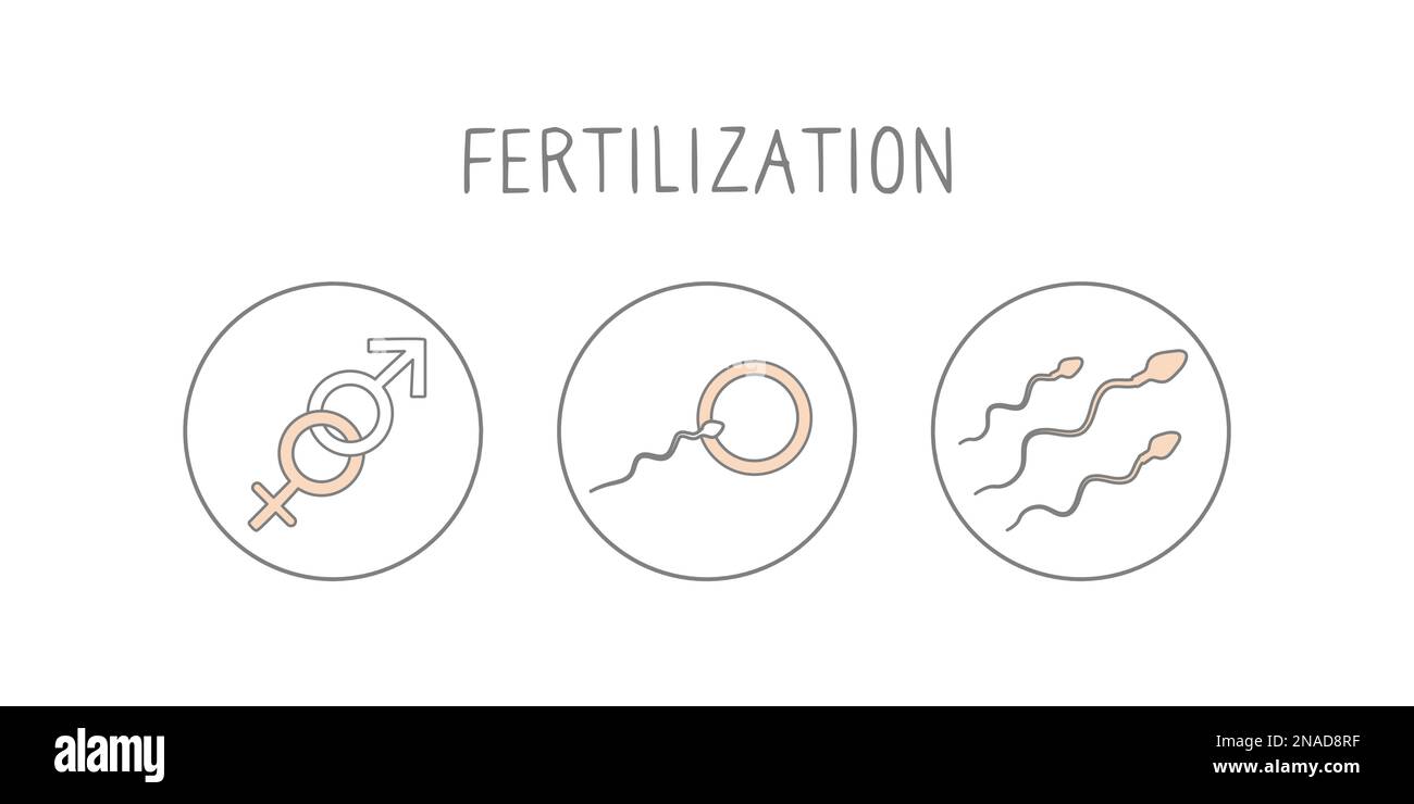 Fertilization icon set. Linear simple illustration pregnancy and ...