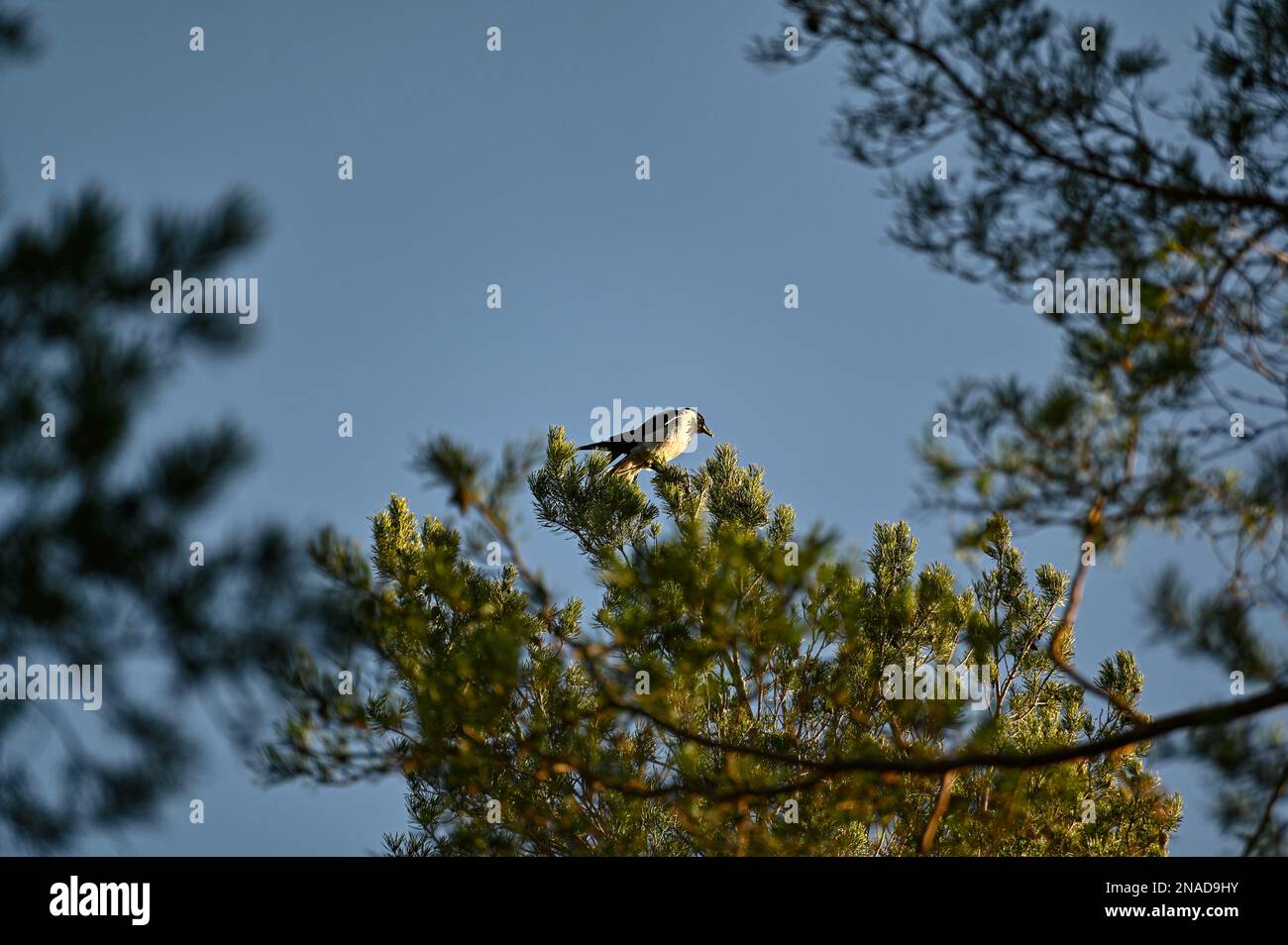 Crow in a pine tree hi-res stock photography and images - Alamy