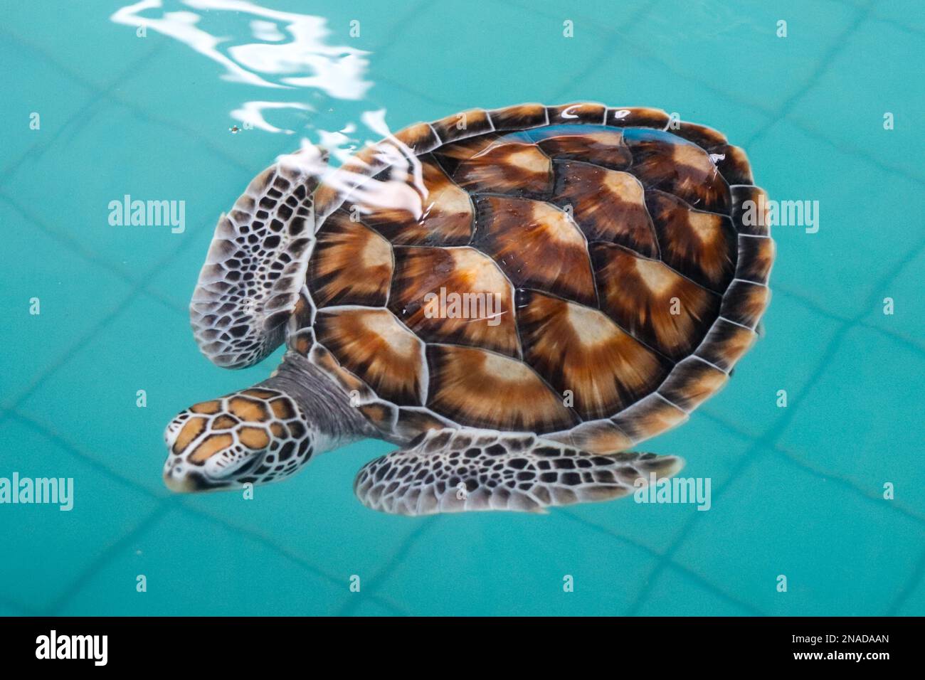 A loggerhead (Caretta caretta) turtle under the water in basin Stock ...