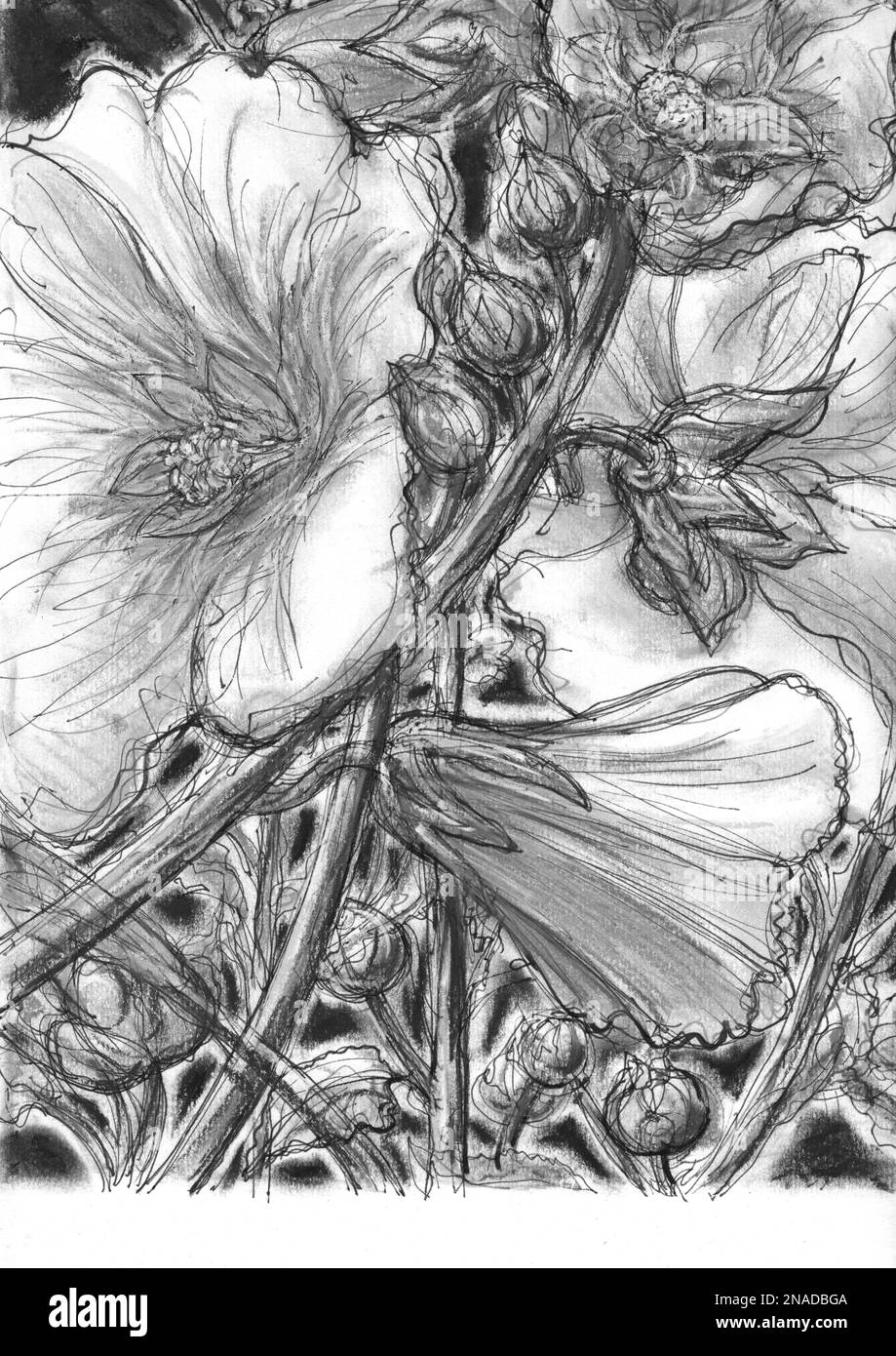 Yellow pink building Black and White Stock Photos & Images - Alamy