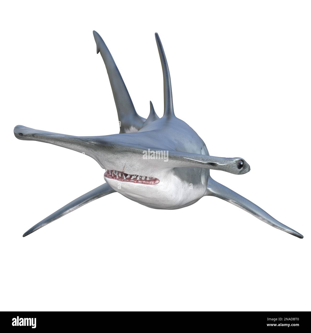 Great Hammerhead Shark with mouth open 3d render Stock Photo - Alamy