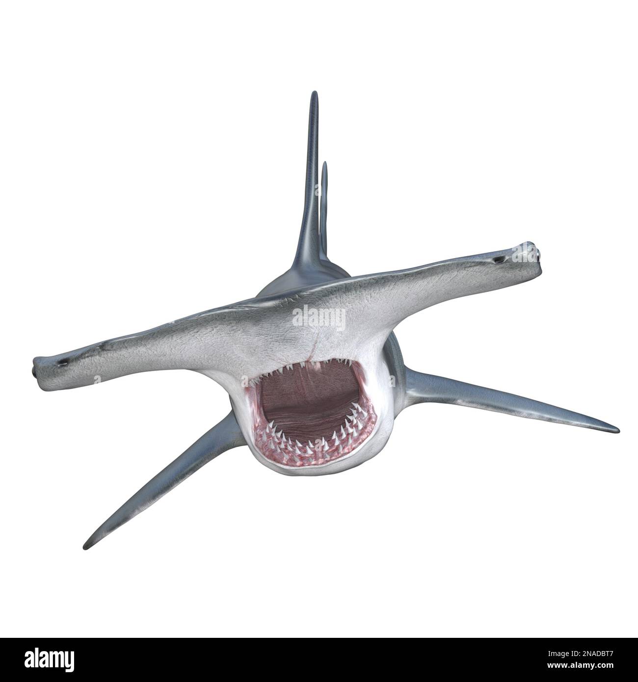 Great Hammerhead Shark with mouth open 3d render Stock Photo - Alamy