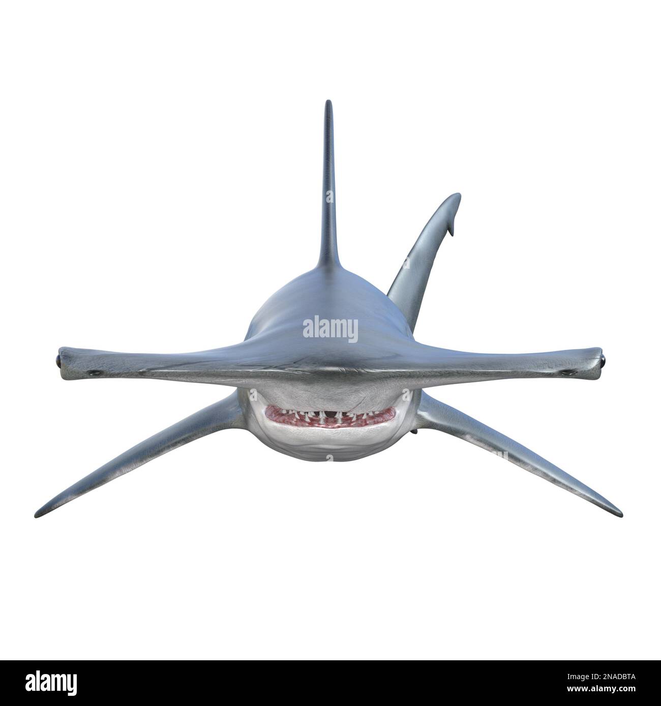 Great Hammerhead Shark with mouth open 3d render Stock Photo - Alamy