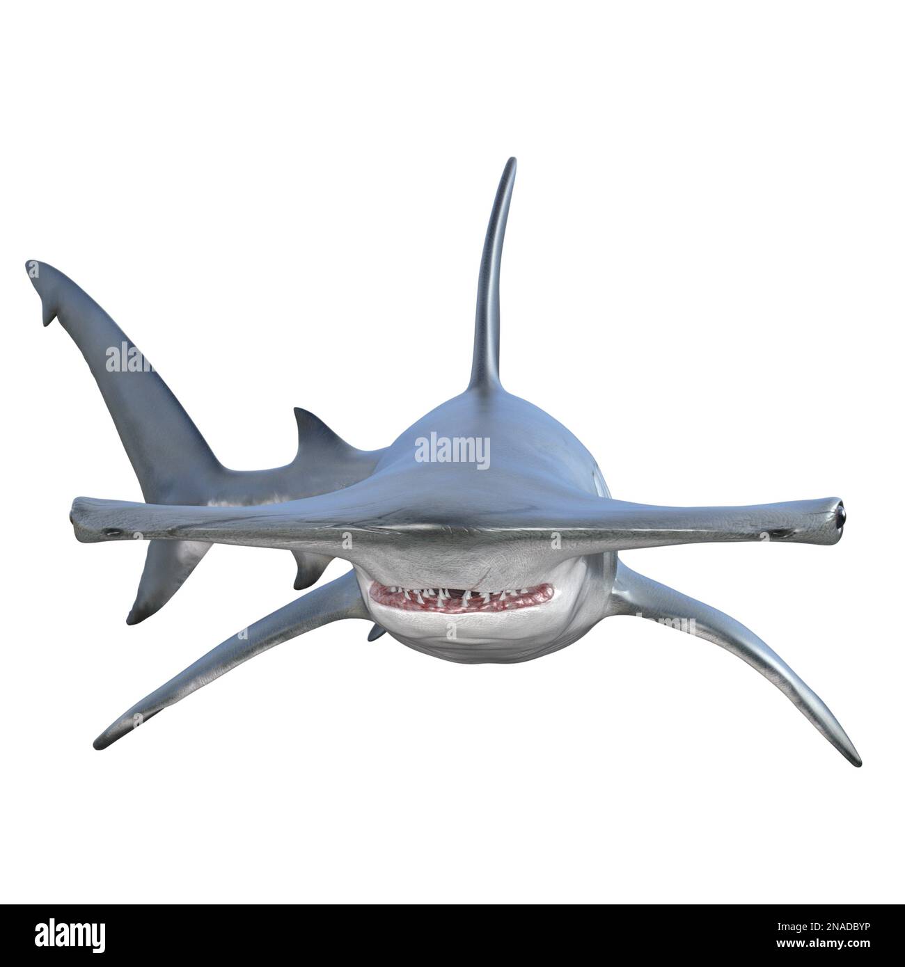 Great Hammerhead Shark with mouth open 3d render Stock Photo - Alamy